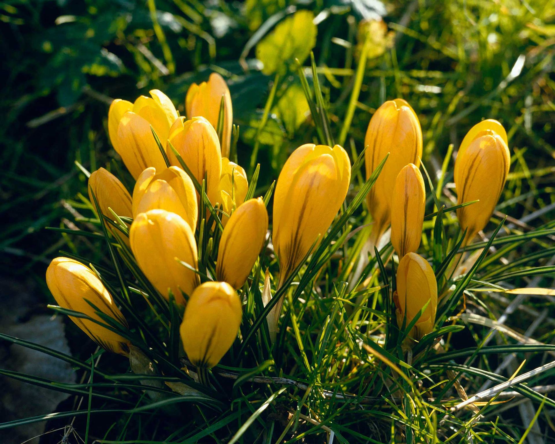 Types of crocus: 12 spring-flowering bulbs | Gardeningetc
