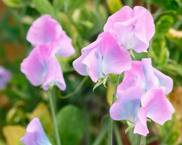 Sweet pea varieties: 16 blooms for summertime scent | Gardeningetc