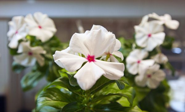 One More Way Plants Help Human Health | Live Science