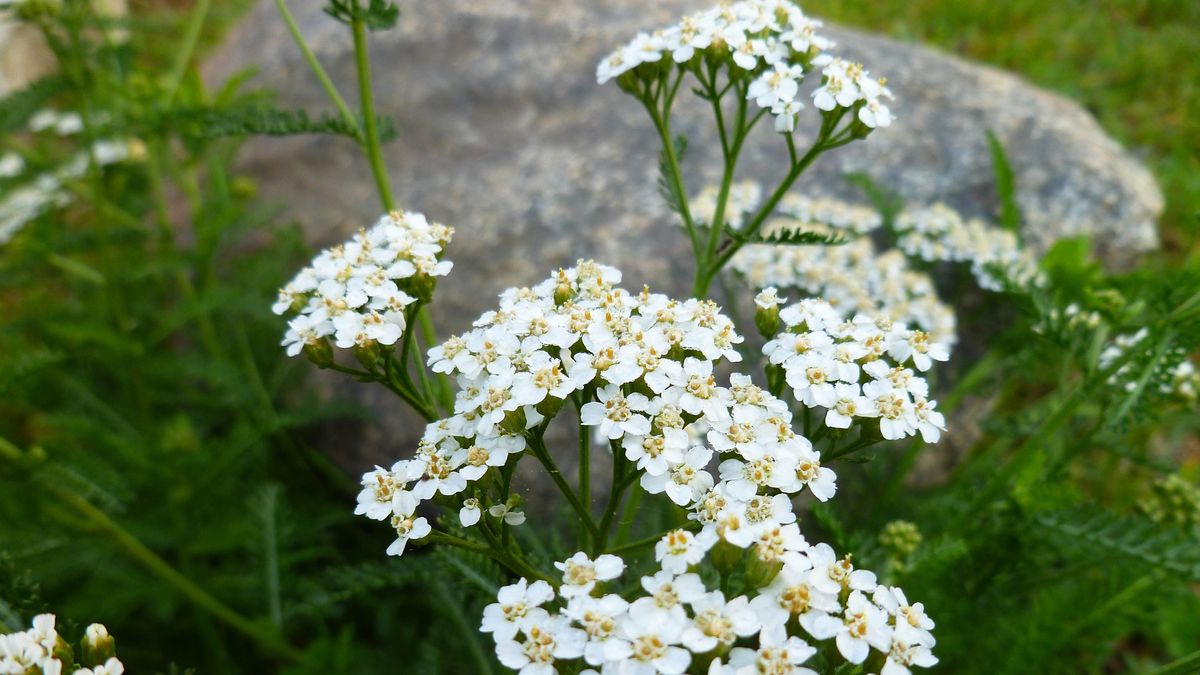 9 plants that can grow on rocks | Tom's Guide