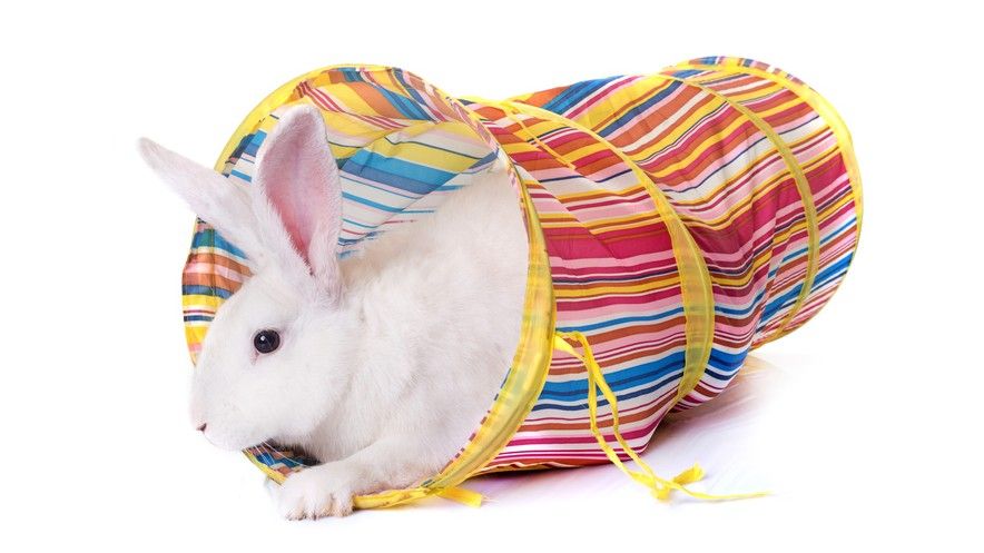 Best rabbit toys: Make sure you never have a bored bunny | PetsRadar