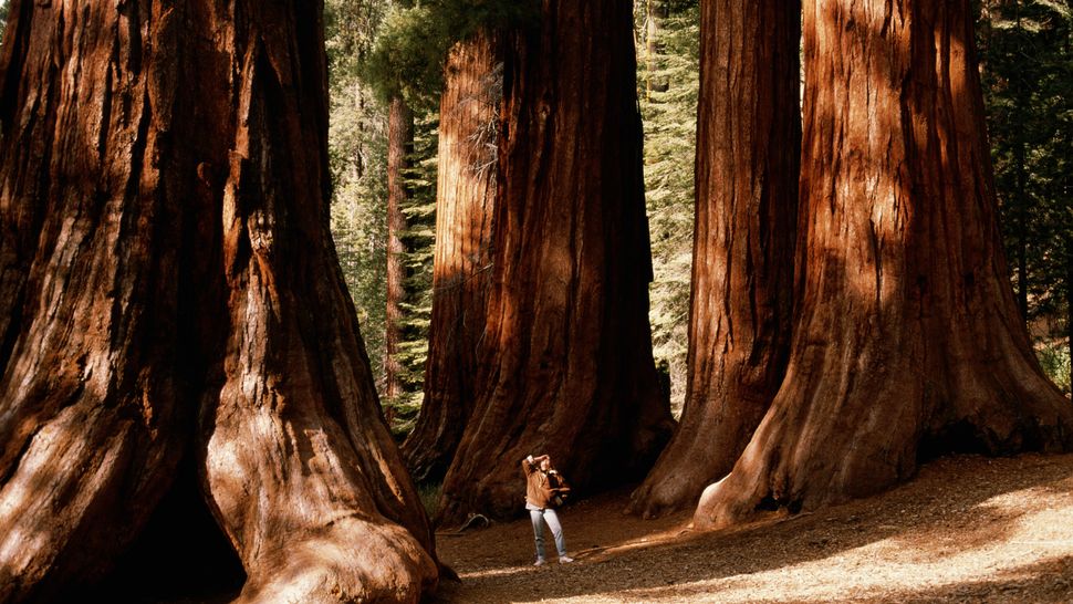 Where to see giant sequoias: our guide | Advnture