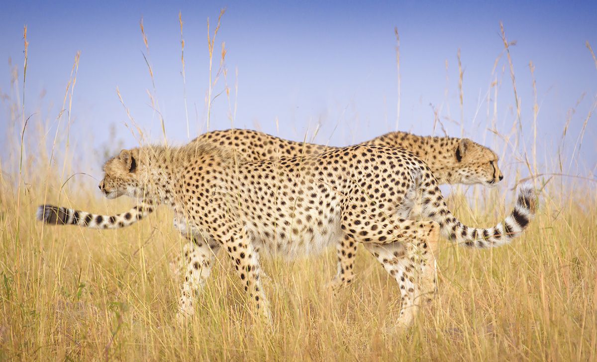 Wildlife photography competition showcases incredible cheetah pictures ...