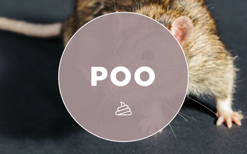 8 Bizarre Animal Surprises From 'True or Poo' — Can You Tell Fact From ...