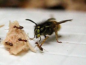 Angry Wasps Capture Intruding Ants, Fly Away, Airdrop Them | Live Science