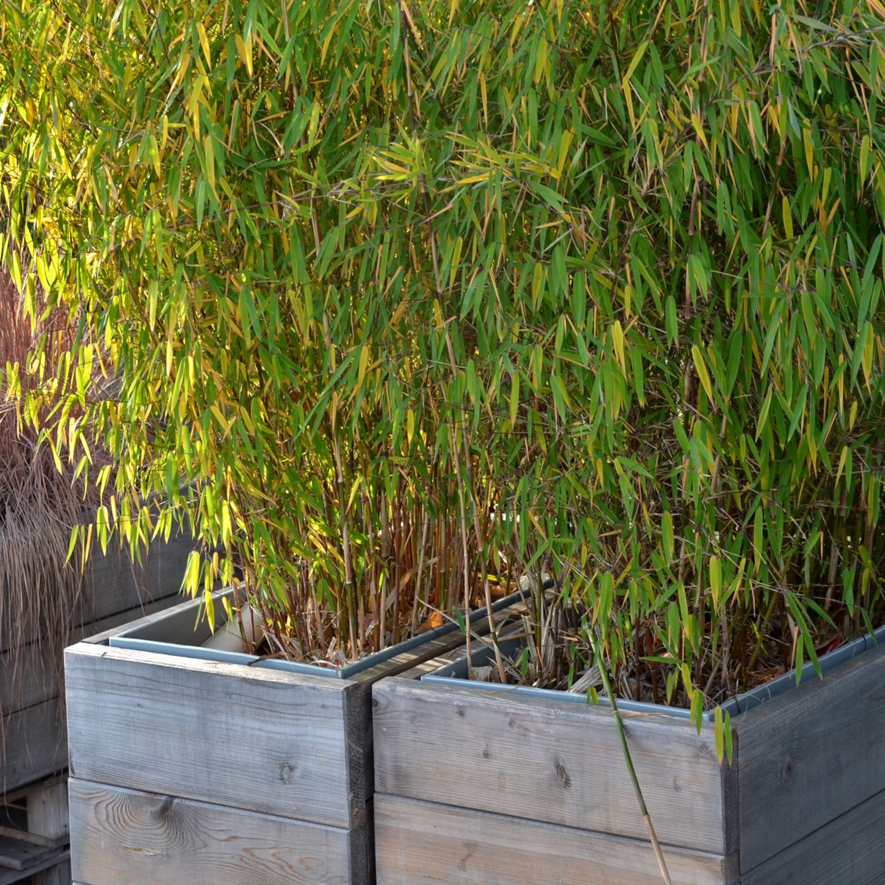 Why is my bamboo turning yellow? 6 common reasons | Ideal Home