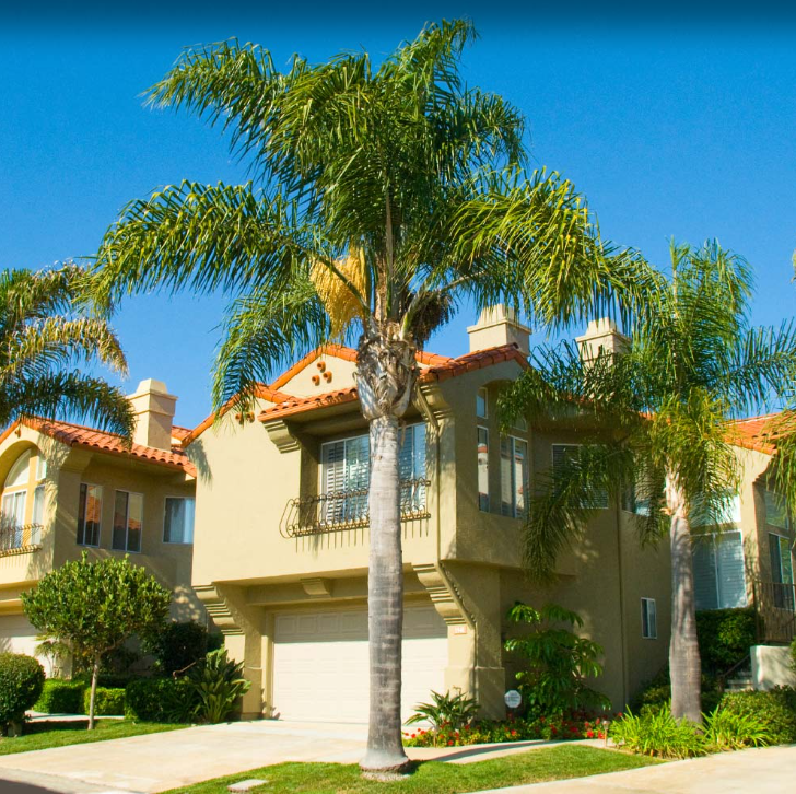 Privacy trees for small backyards – 8 tall varieties to try | Livingetc