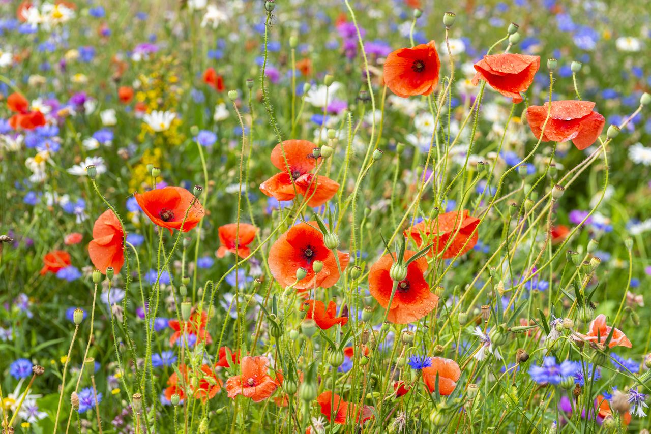 5 flowers to plant in August so your backyard keeps blooming | Livingetc