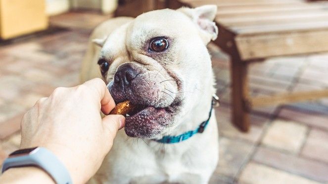 Best dog treats: Reward your pooch with these tasty snacks | PetsRadar