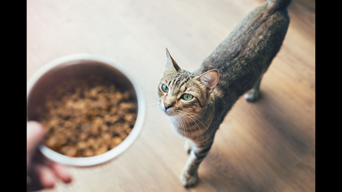 32 things to consider when you get a kitten | PetsRadar