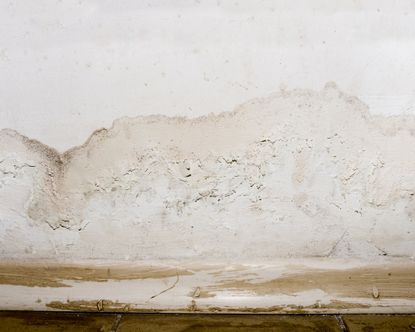 What is white mold? And why is it in your basement... | Real Homes
