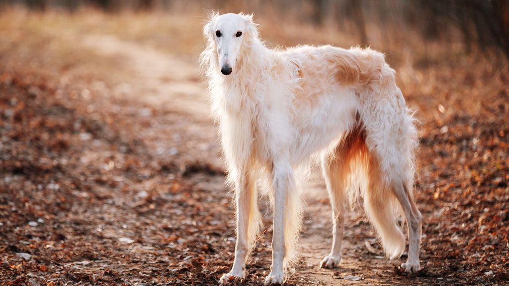 Sighthounds: What they are and the different types | PetsRadar