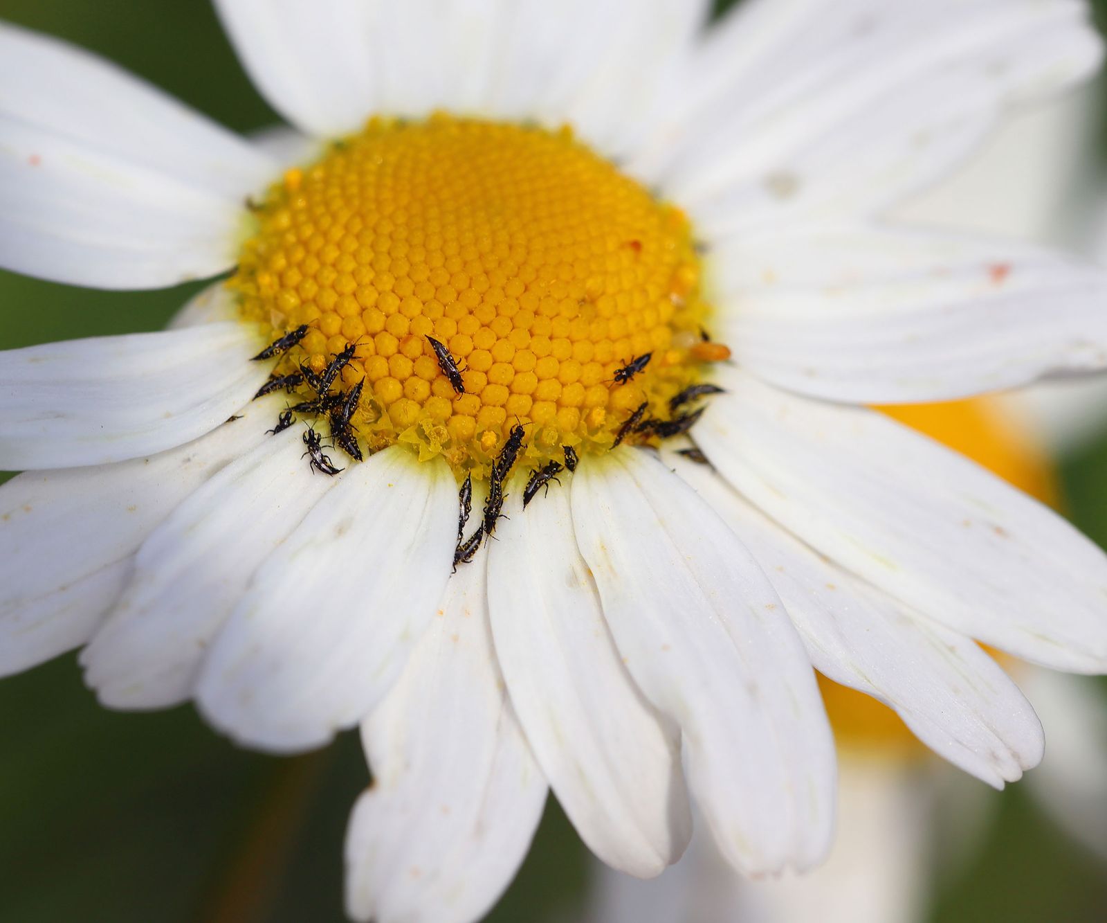 Spot Common Flower Pests And Diseases To Save Plants | Gardening Know How