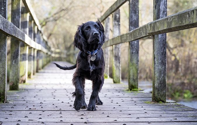 Lurchers: The Ferraris of the dog world who 'can steal anything from ...