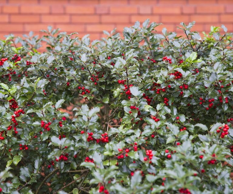 Intruder proof hedge plants: 10 ways to boost home security | Homes and ...