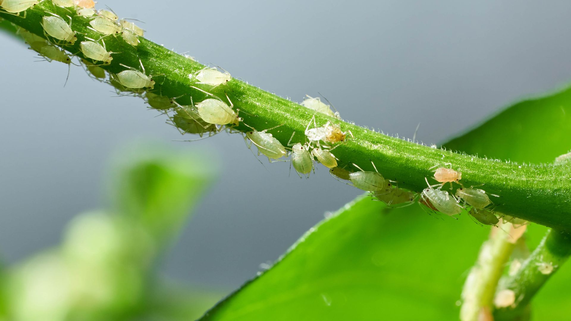 7 ways to repel aphids in your yard | Tom's Guide