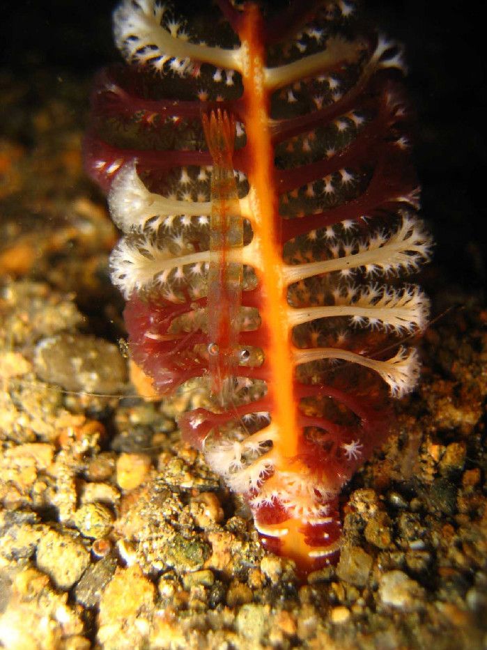 Strange Coral: A Gallery of Sea Pens: Page 2 | Live Science