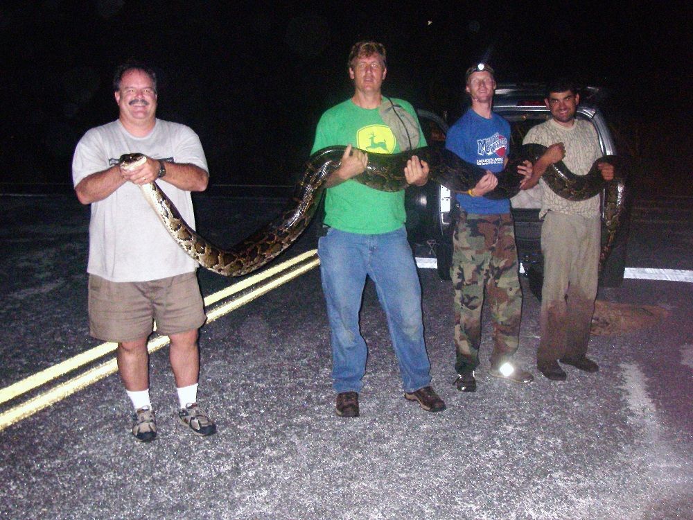 Photos: Giant Pythons Invade Everglades: Page 2 | Live Science