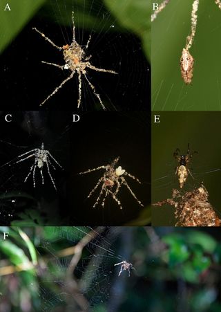 Tiny spiders that build giant 'puppet' decoys from disembodied prey ...