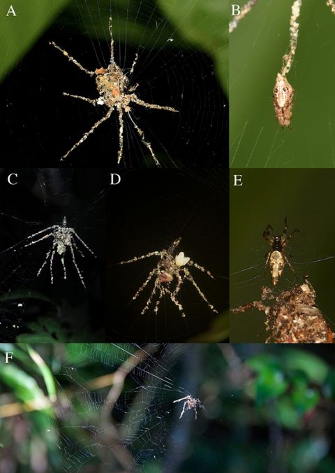 Tiny spiders that build giant 'puppet' decoys from disembodied prey ...