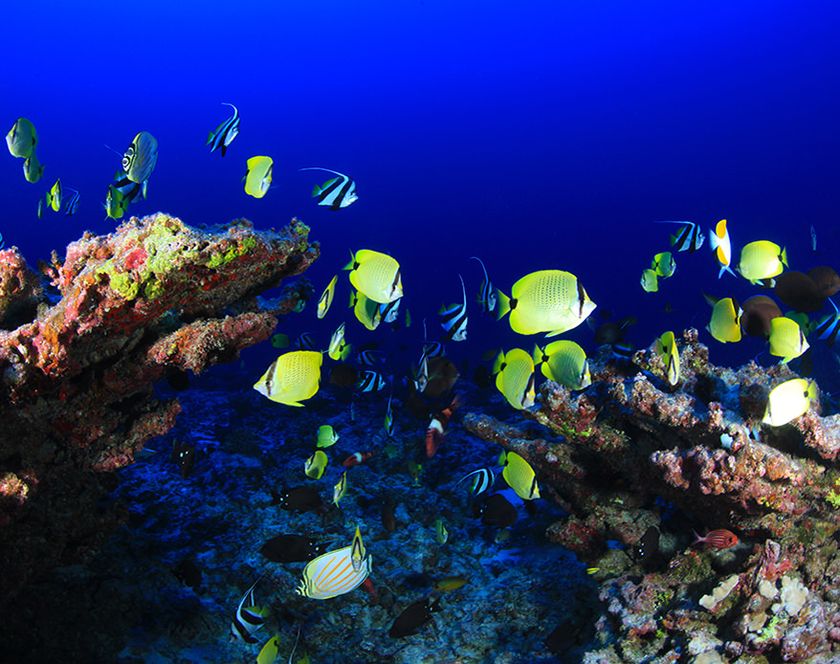 Under the sea: 50 breathtaking images from our oceans | Live Science