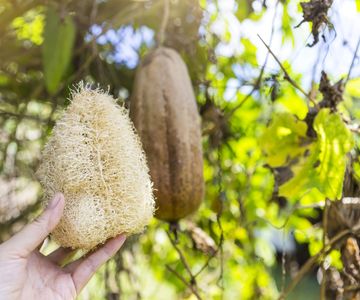 When to harvest luffa - expert tips for the right timing | Homes and ...