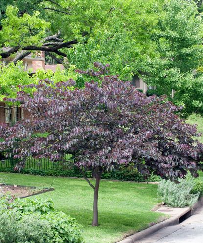 Best backyard trees: 10 choices for yards big or small | Gardeningetc