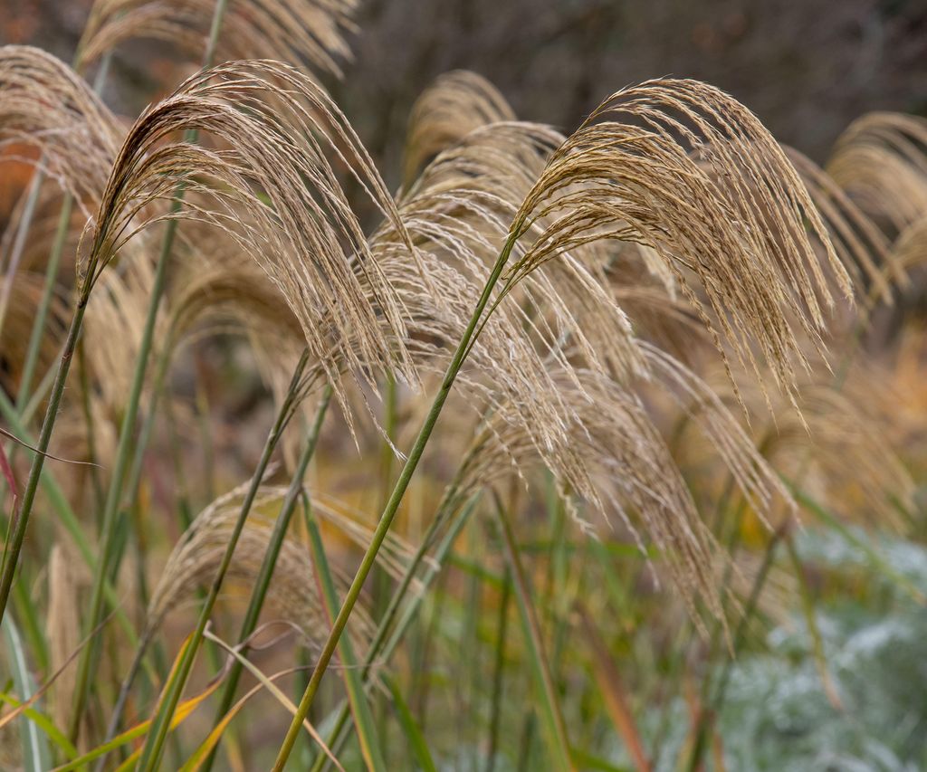 Best ornamental grasses for privacy: 5 screening grasses | Homes and ...