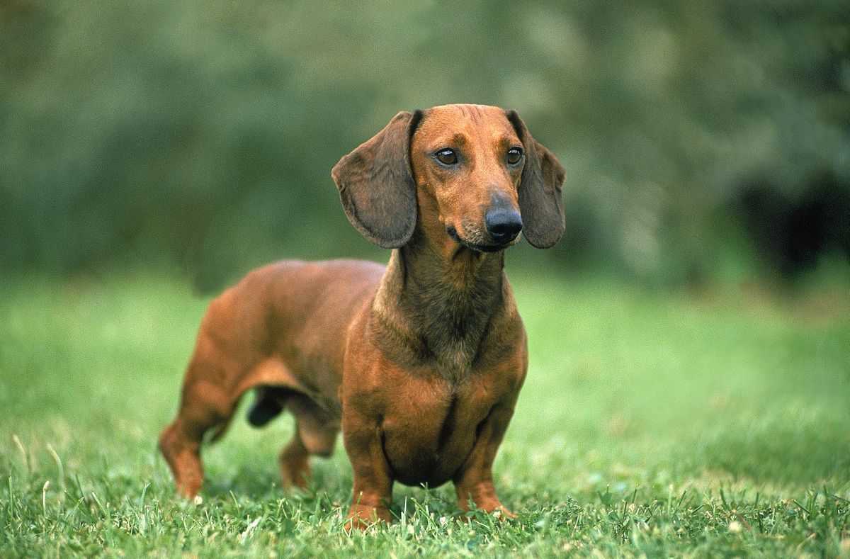 20 hardest dogs to train and challenging breeds | PetsRadar