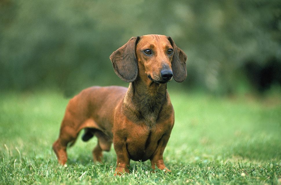 20 hardest dogs to train and challenging breeds | PetsRadar