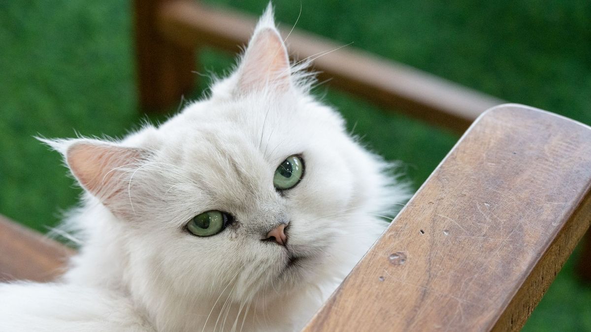 32 easiest cat breeds to train | PetsRadar