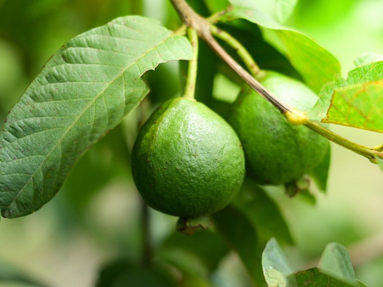 Guava Trees In Containers - Learn About Guava Tree Container Care ...