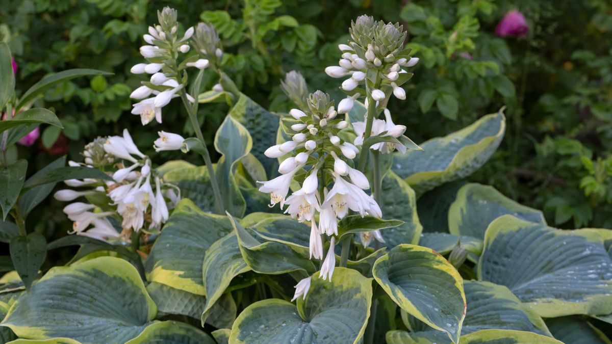 7 flood-tolerant plants to protect your yard from heavy rain | Tom's Guide