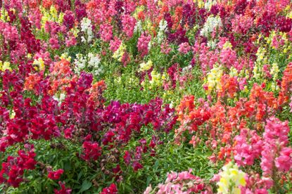7 Flowers to Plant in April for an Idyllic Spring Garden | Livingetc