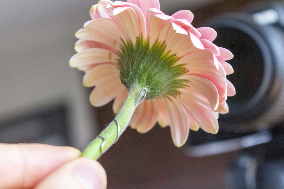 Cheap tricks and camera hacks to creative amazing floral shots at home ...
