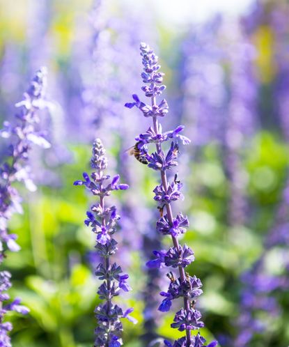 How to grow salvias: an elegant and low maintenance plant | Homes and ...