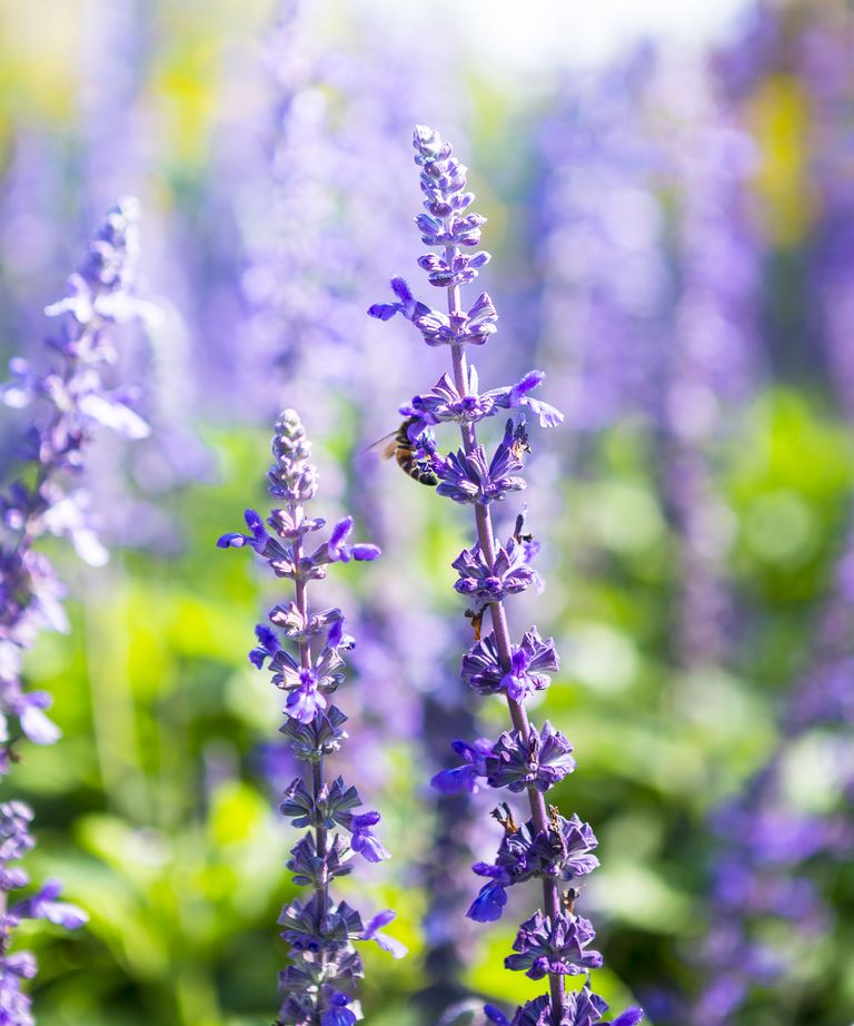 How to grow salvias: an elegant and low maintenance plant | Homes and ...