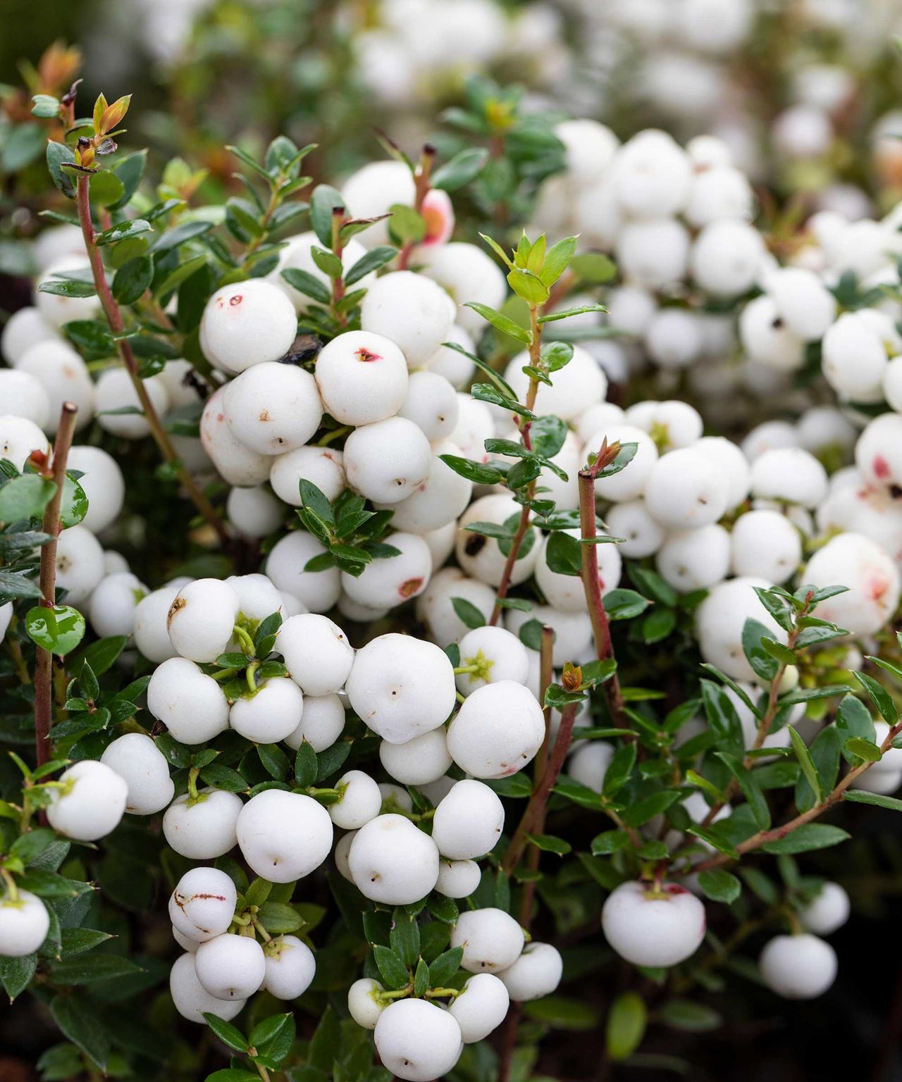Shrubs with berries: 15 of the best varieties | Gardeningetc
