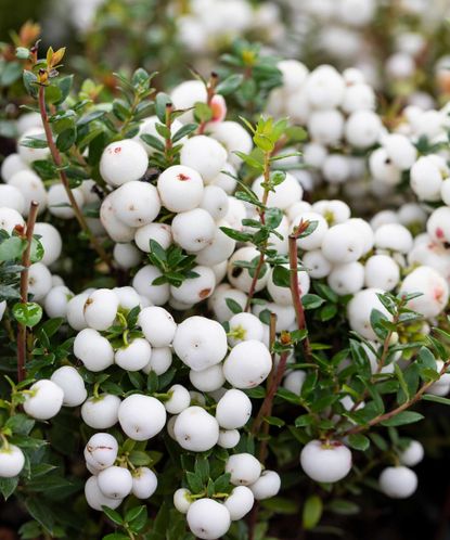 Shrubs with berries: 15 of the best varieties | Gardeningetc
