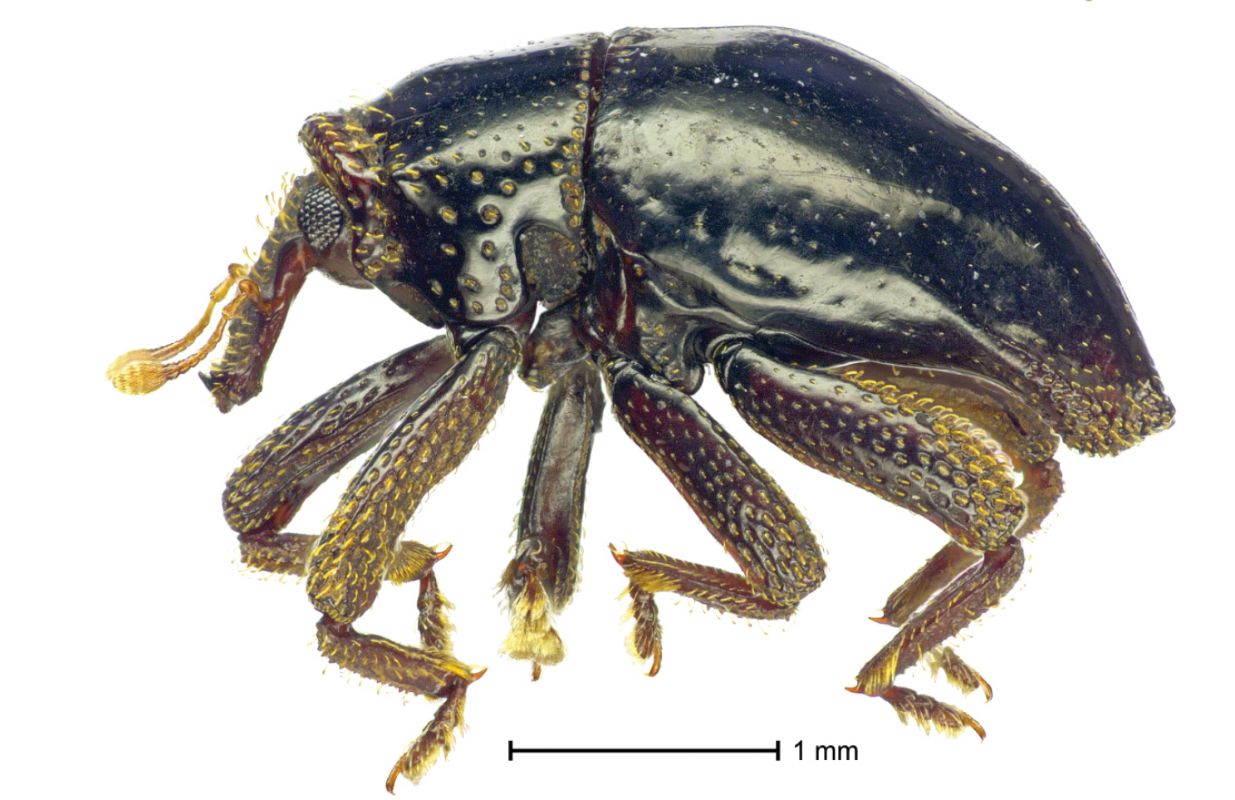 Hairy-Legged 'Chewbacca Beetle' Discovered in New Guinea | Live Science