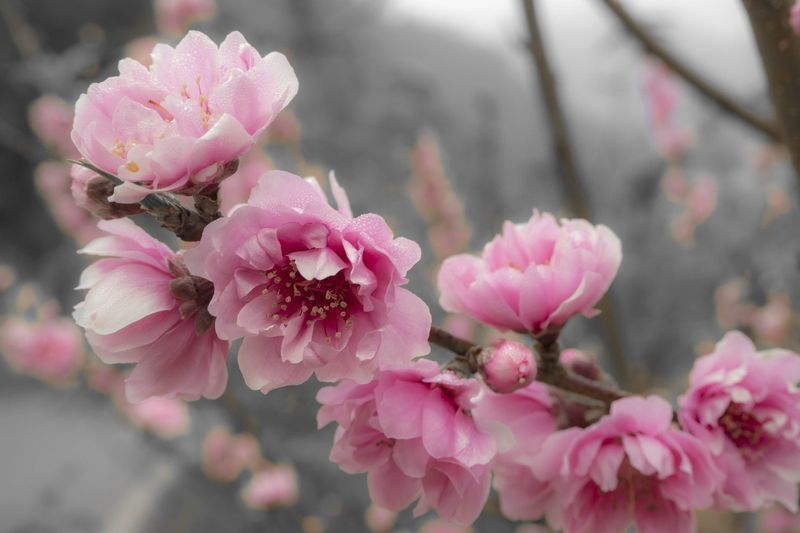 Tips & Information about Peach Trees | Gardening Know How