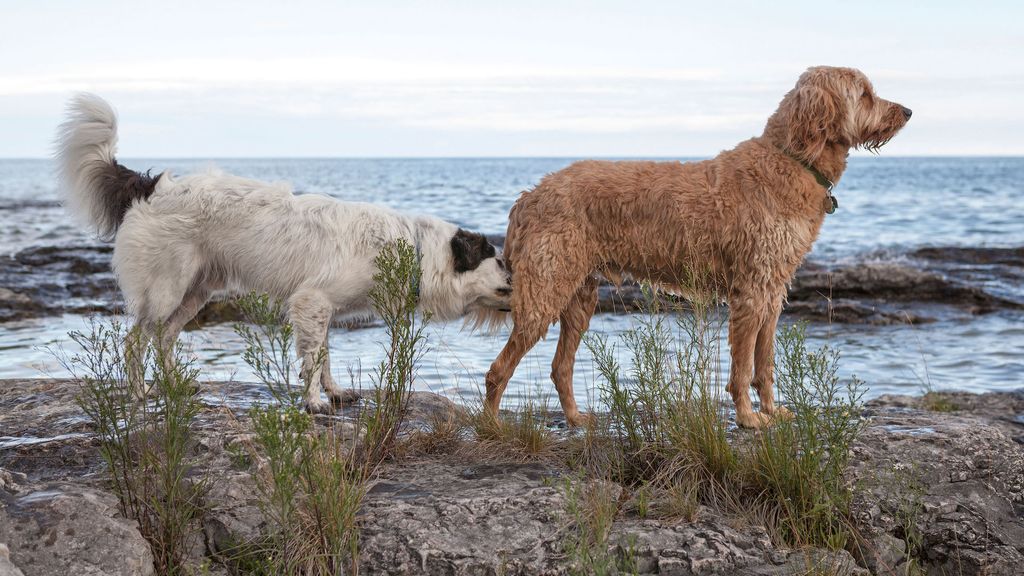 Weird things that dogs do that are actually completely normal | PetsRadar