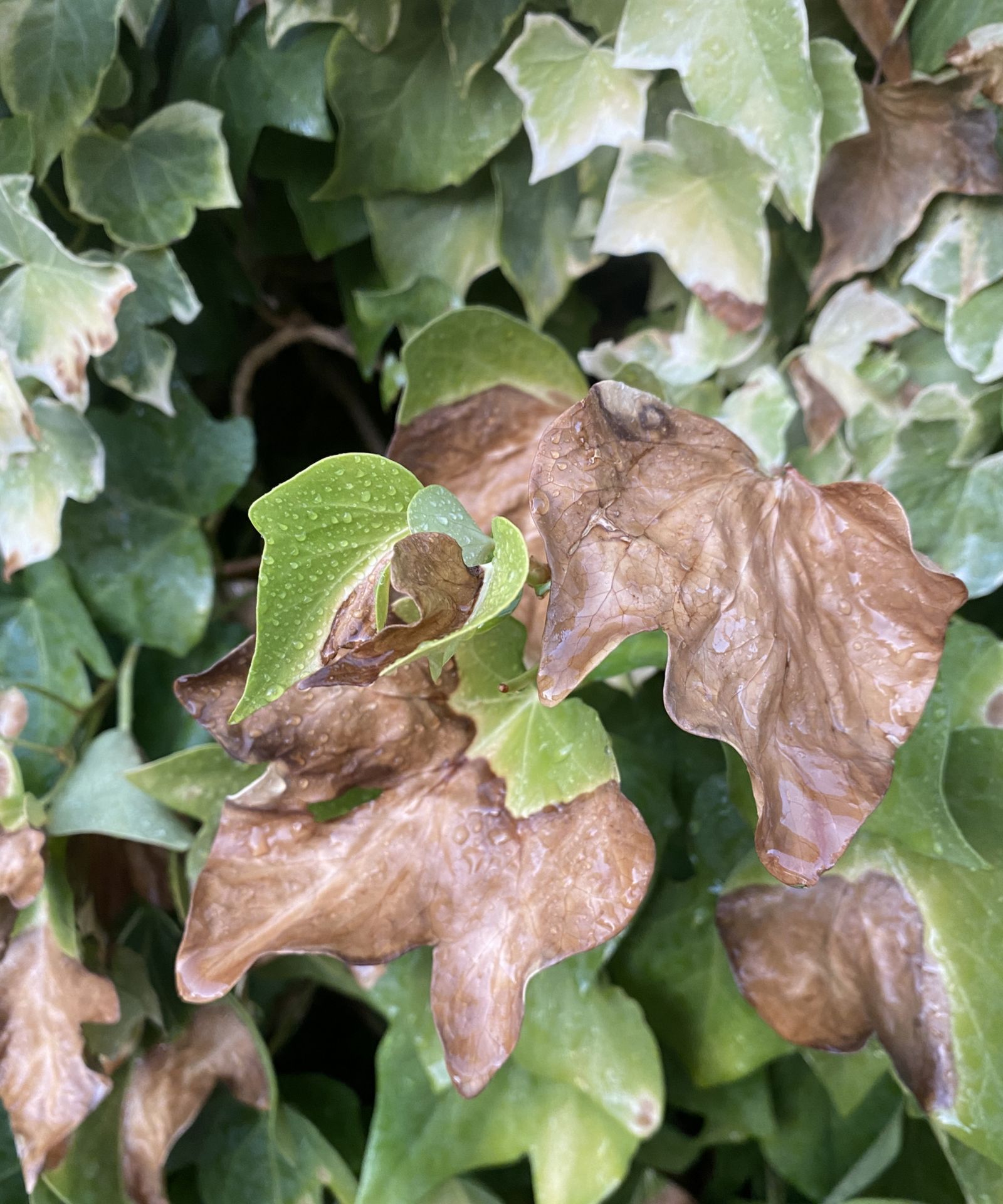 What is leaf scorch and how to avoid it: Experts share tips | Homes and ...