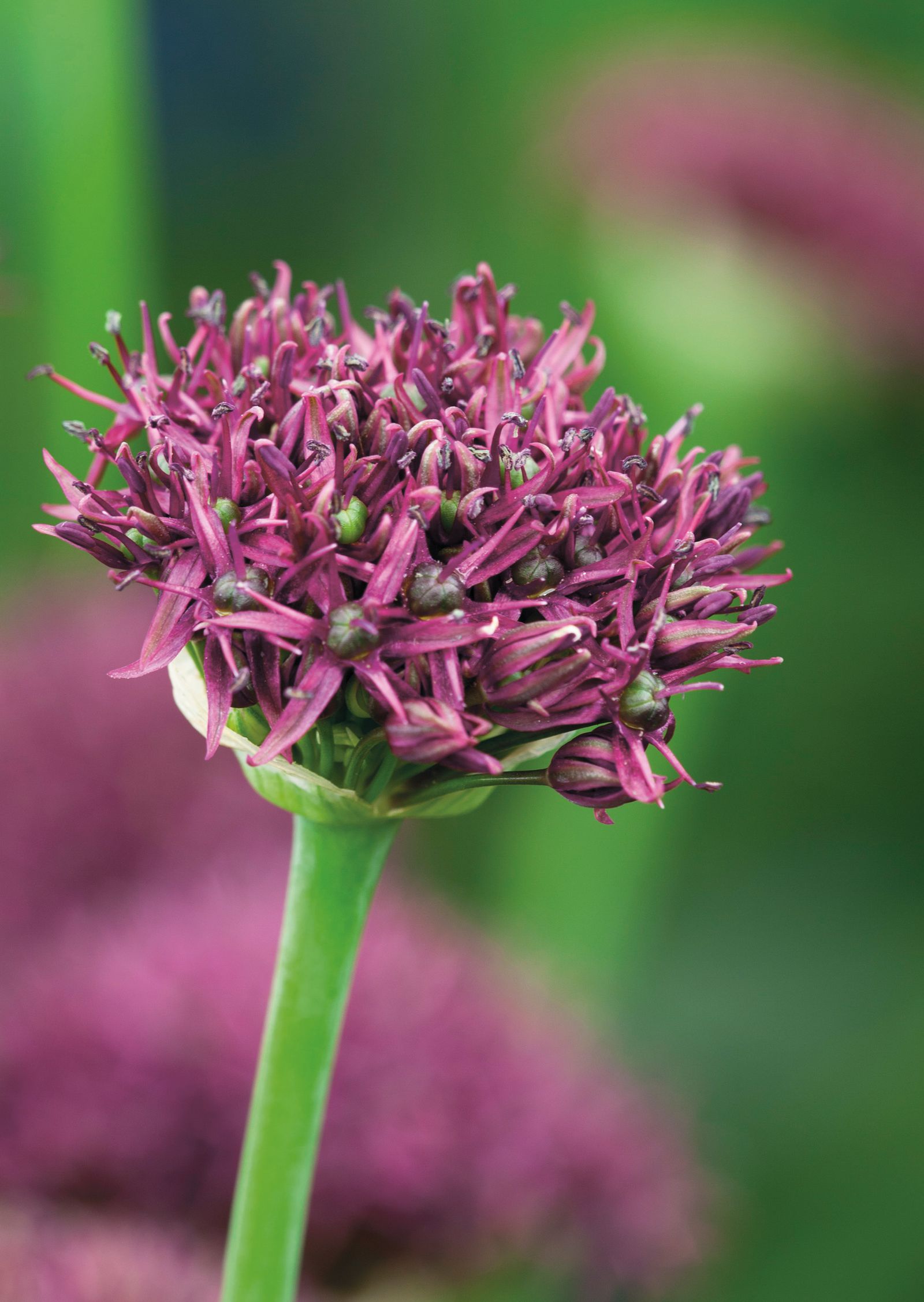 How to plant allium bulbs: expert tips for successful blooms | Gardeningetc