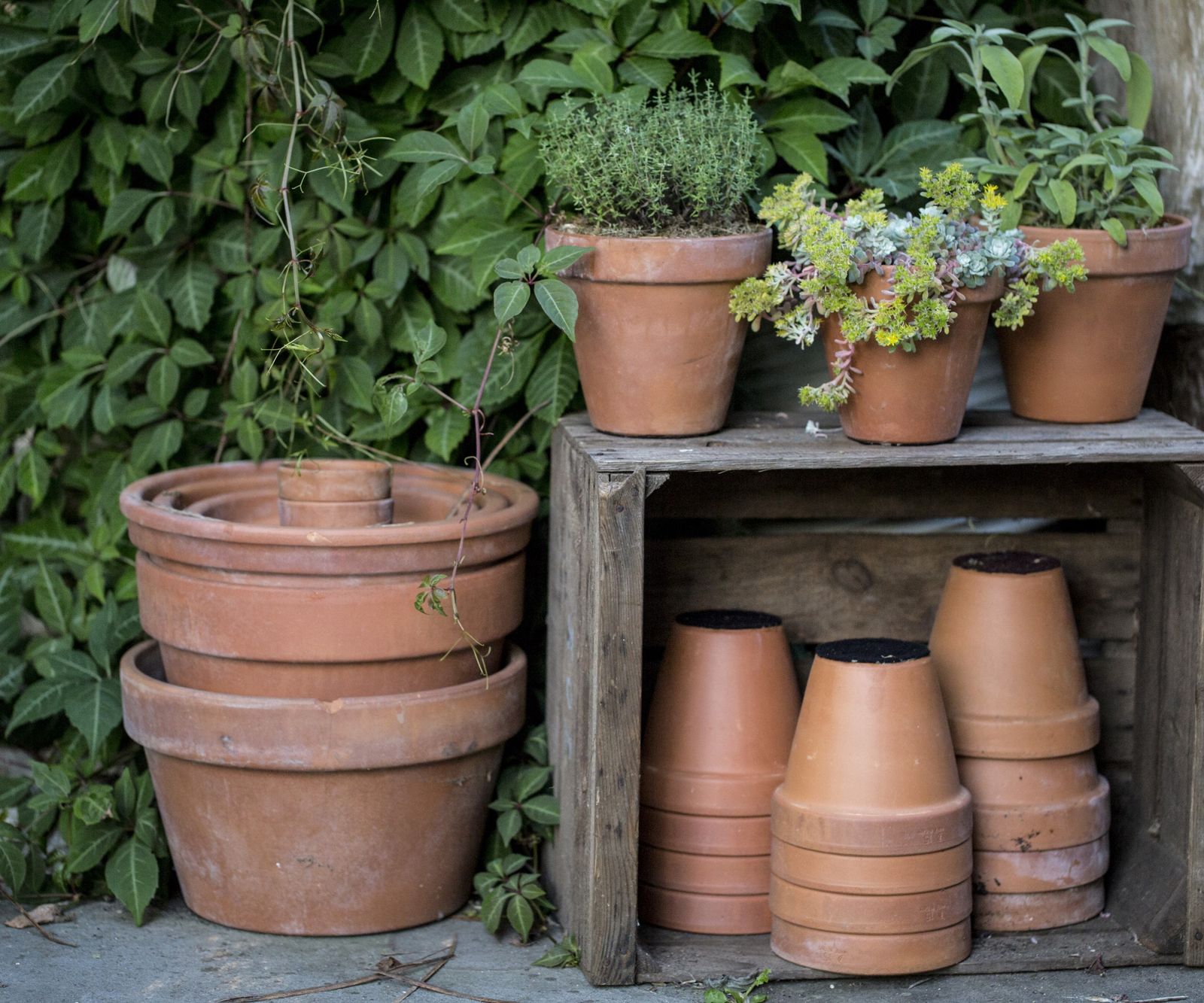 What is a garden olla and how can it water your plants? | Homes and Gardens