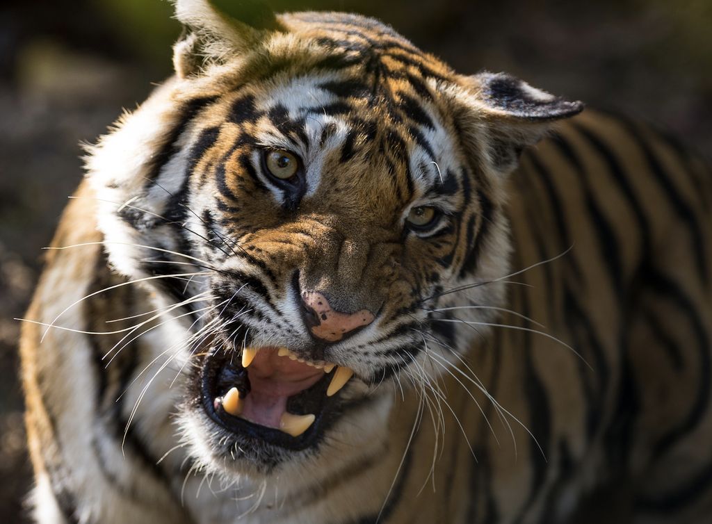 In Photos: The Tigers of India's Bandhavgarh Tiger Reserve | Live Science