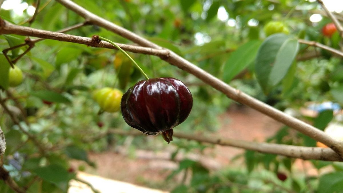 Brazilian Cherry Tree Care - How To Grow A Brazilian Cherry Tree ...