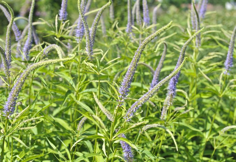 Culver's Root Care: Learn How To Grow Culver's Root Plants | Gardening ...