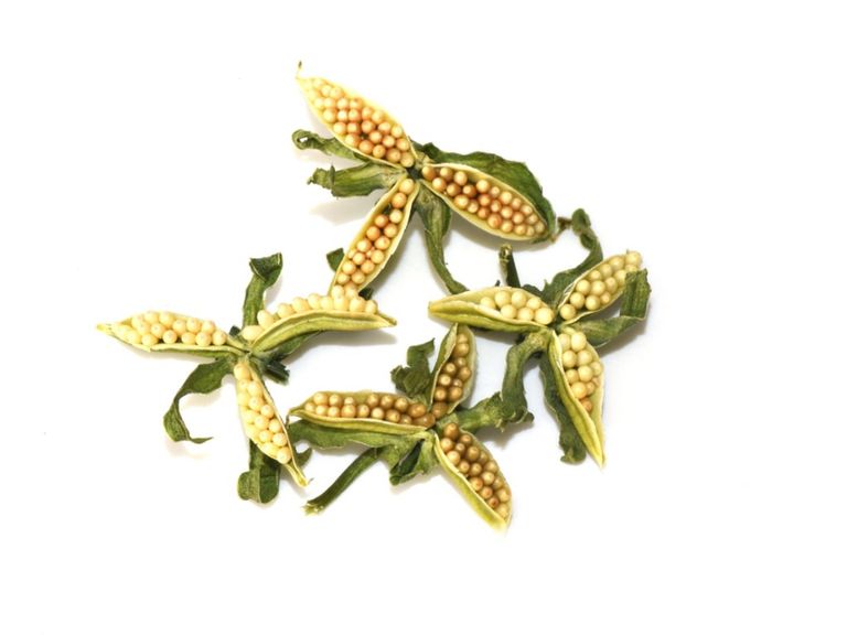 Pansy Seed Propagation – Tips For Growing Pansies From Seed | Gardening ...