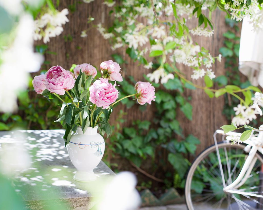 How to grow jasmine: expert tips on growing this scented climber ...